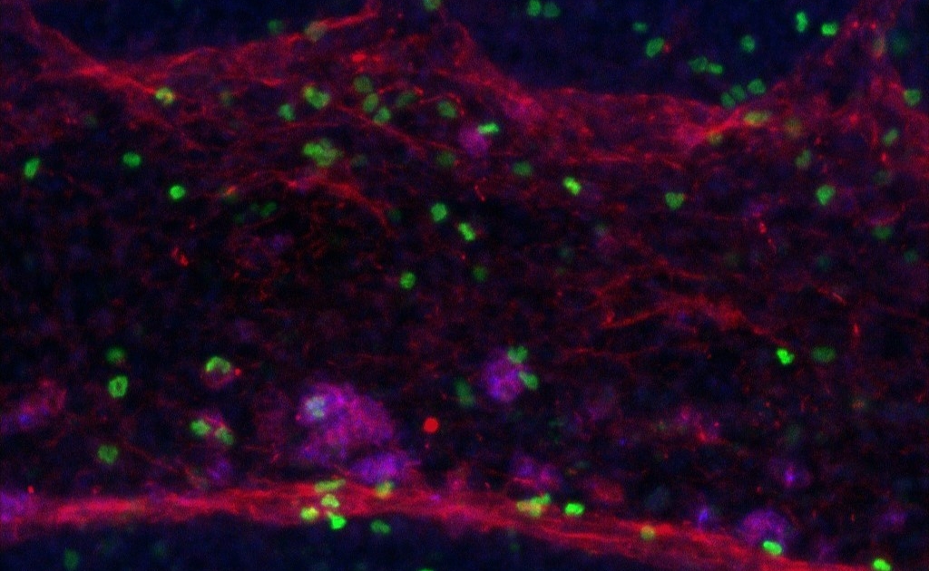 Catherine Robin, Hubrecht Institute, ontvangt donatie voor ontwikkeling ...