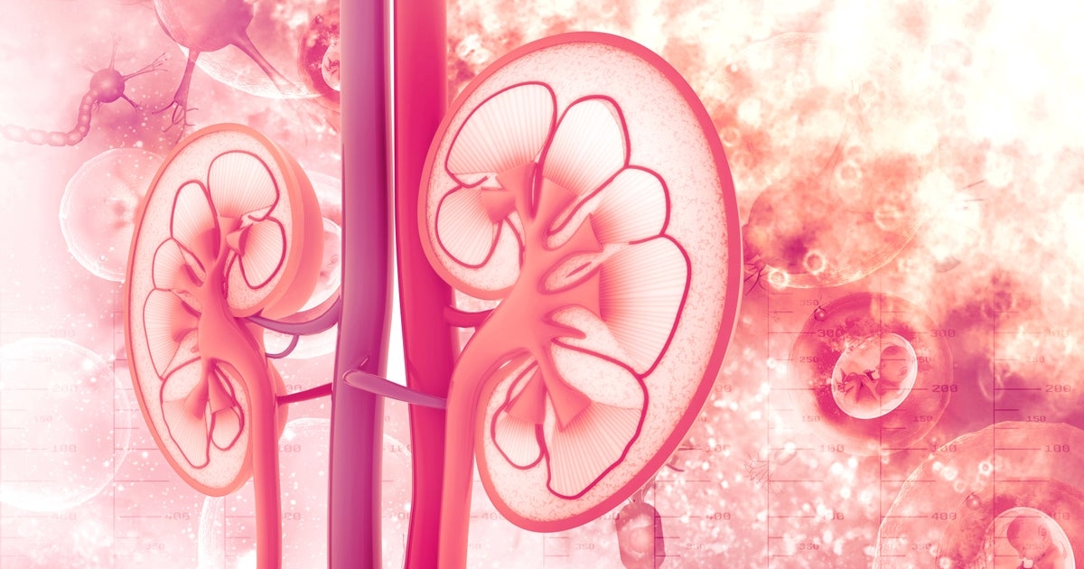 Karin Gerritsen receives grant for kidney-on-a-chip - Utrecht Science Park